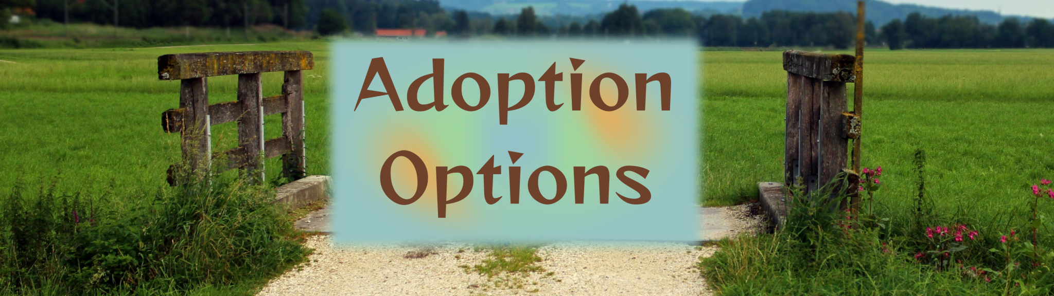 Adoption Options - Creating a Family